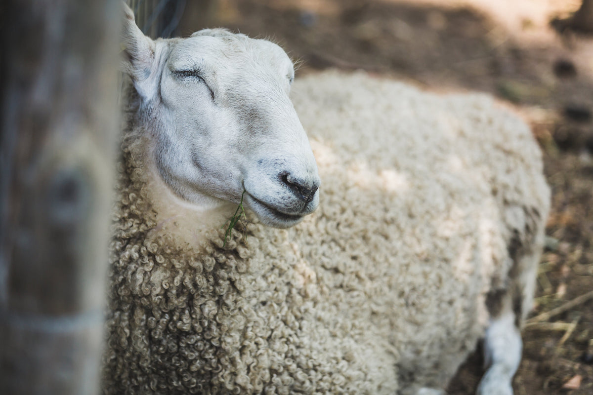 Sheep - Health – For the Farmer
