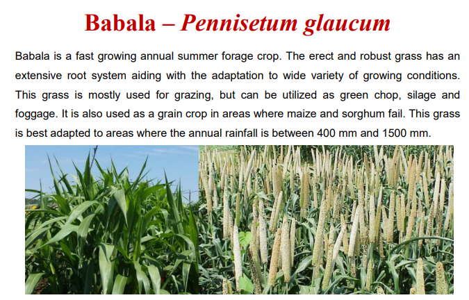 Babala Seeds/ Pearl Millet 25kg – For the Farmer
