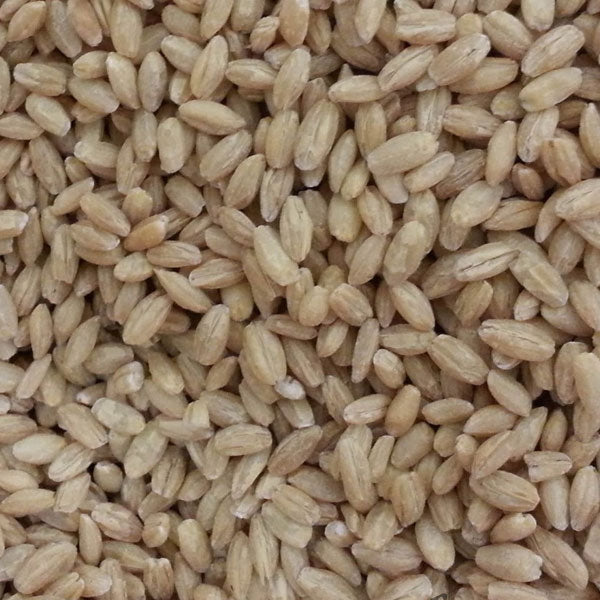 Barley Seeds 25kg – For the Farmer