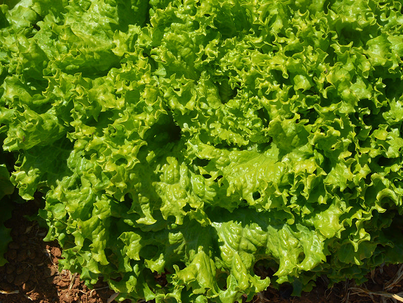 Vera Green Frilly Lettuce Seeds 100g – For the Farmer
